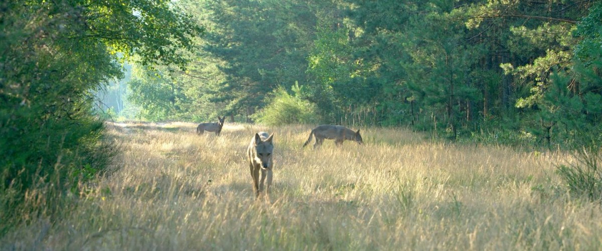 Wolf (2022) in Zeist ǀ Bioscoopagenda